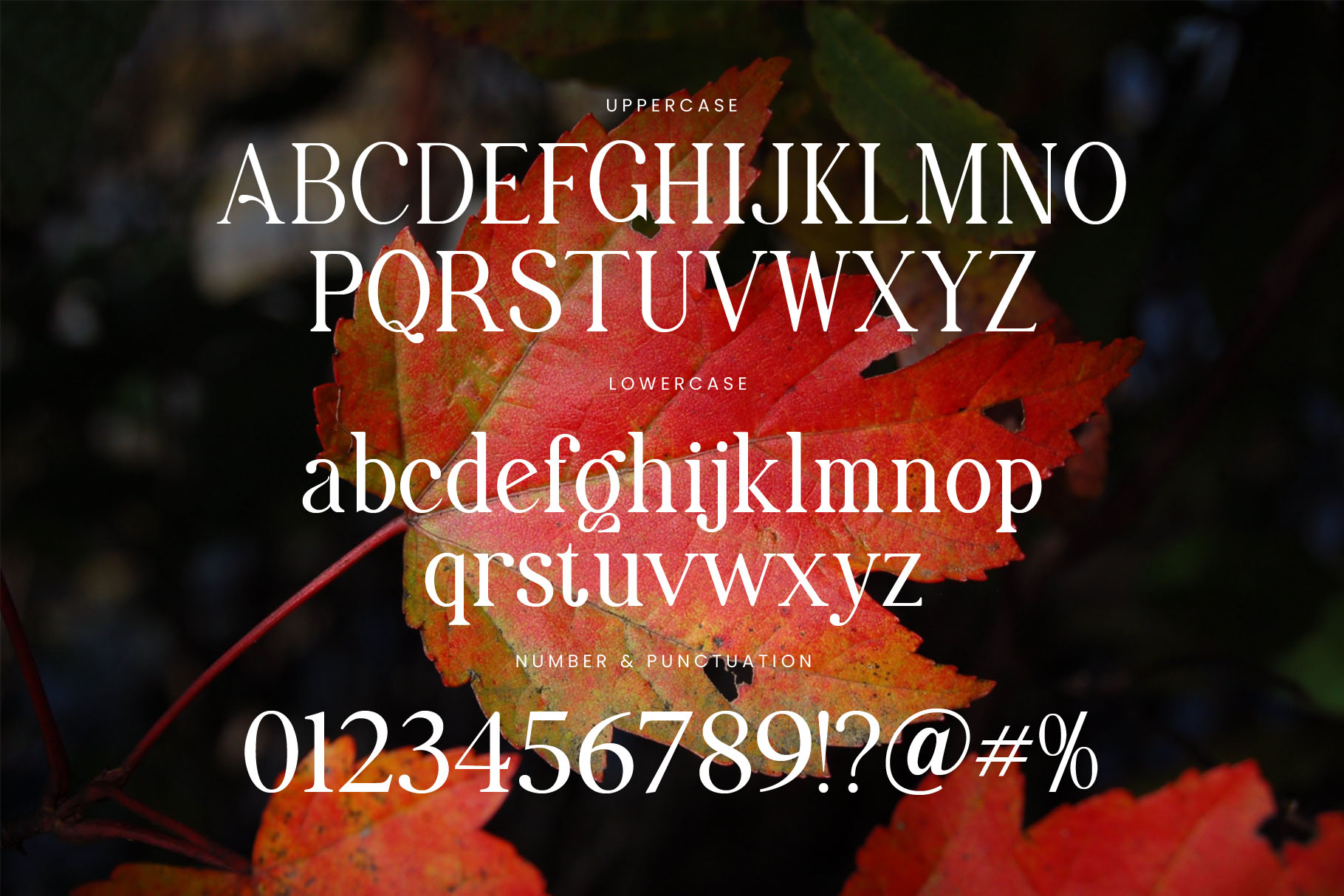 Maximum Visionary Family Font by Graphicxell